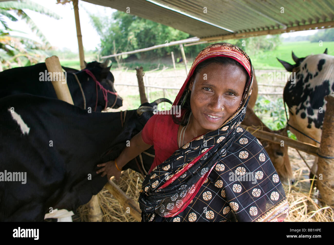 Tending of cattle hi-res stock photography and images - Alamy