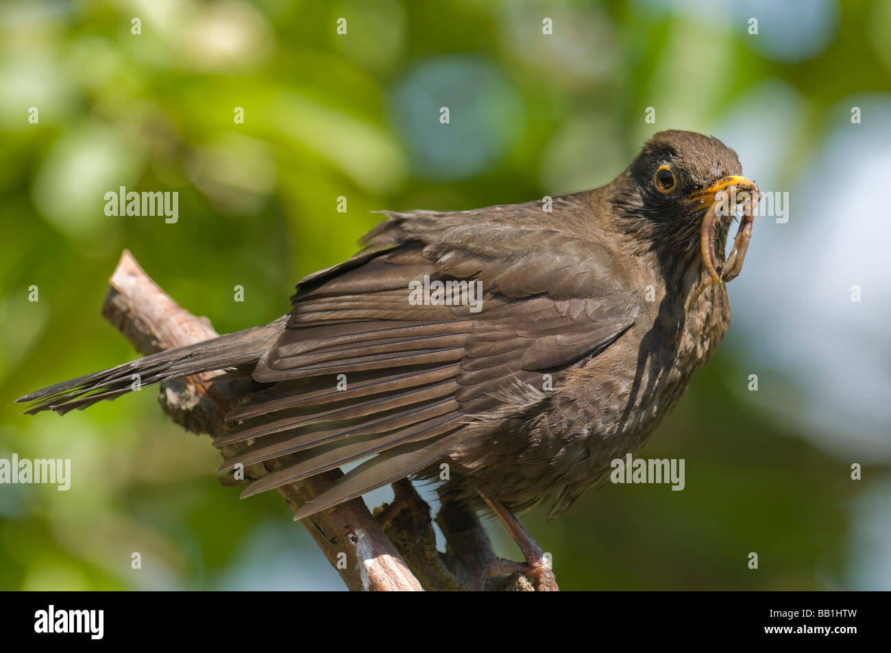 Black bird blackbird family hi-res stock photography and images - Alamy