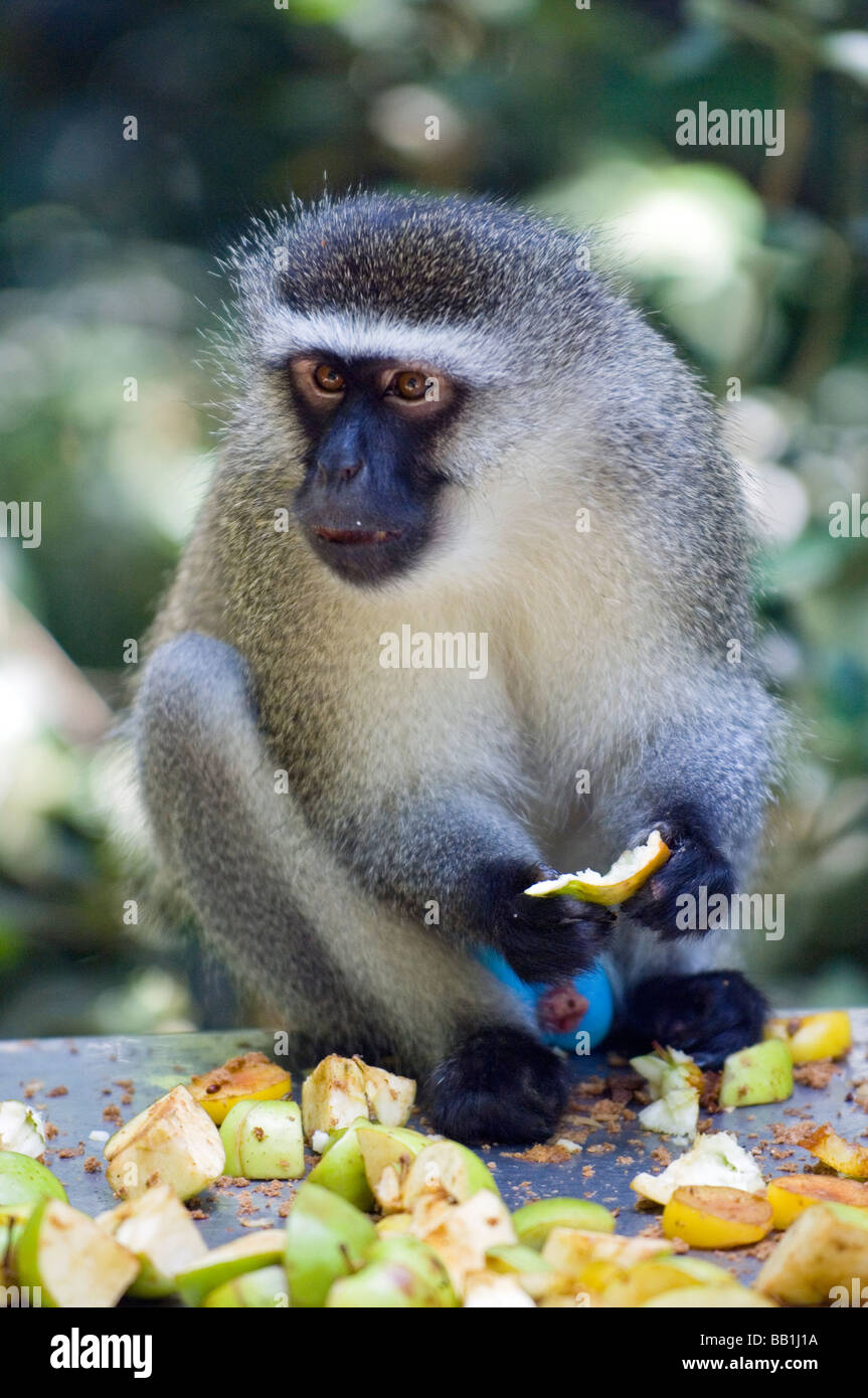 A Vervet Monkey Eating Fruit in Monkeyland Primate Sanctuary ...