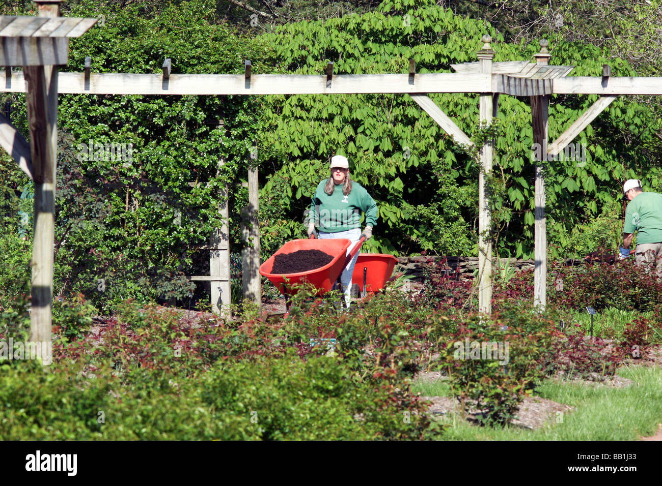 Gardeners working in a rose garden with wheelbarrow and tools Stock ...