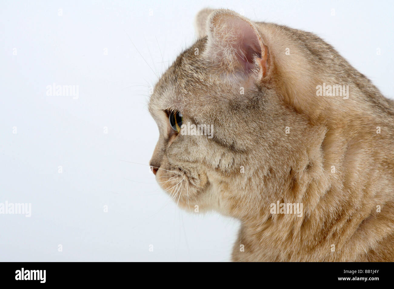 British Shorthair Cat chocolate silver tabby side profile Stock Photo ...