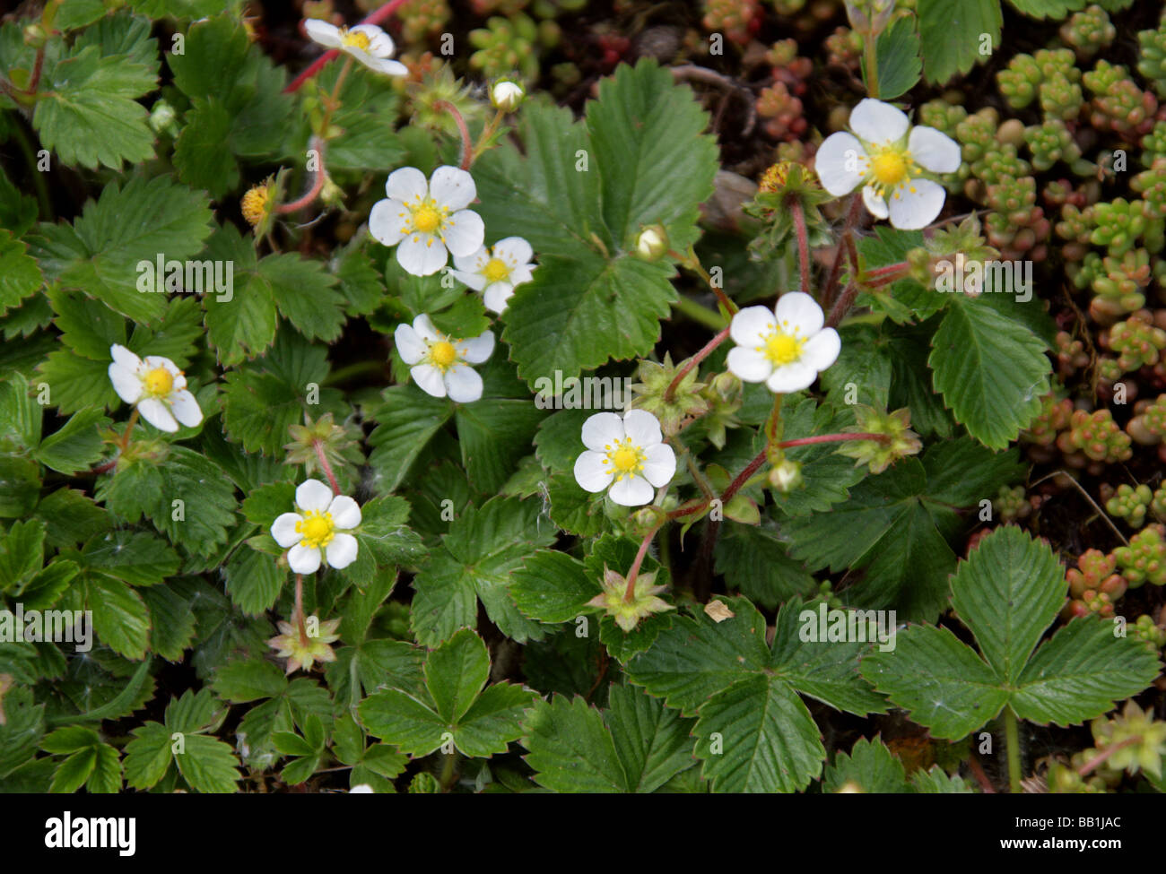 Alpine strawberry hi-res stock photography and images - Alamy