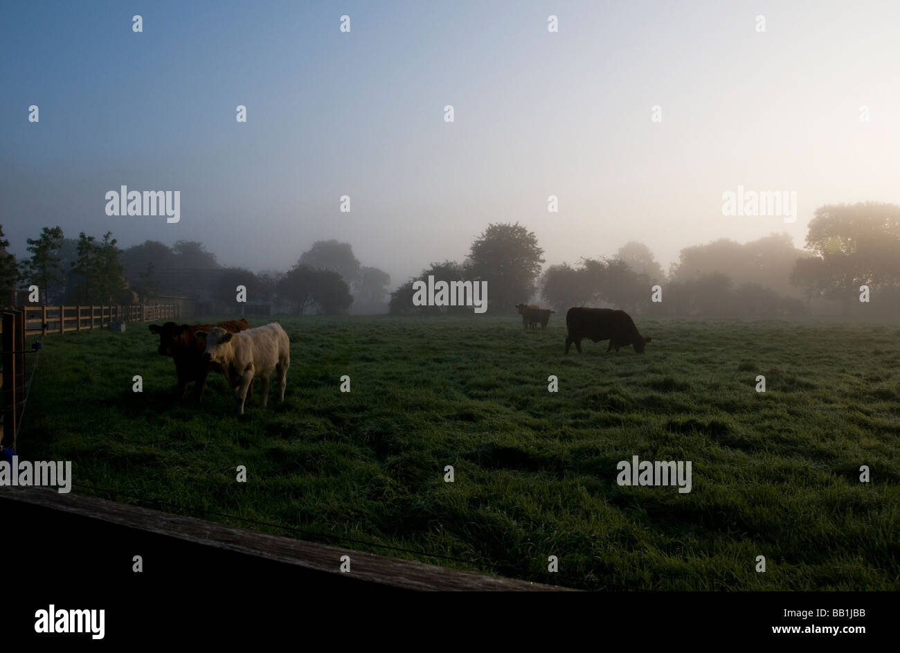 Cows in field Suffolk farm UK Stock Photo - Alamy