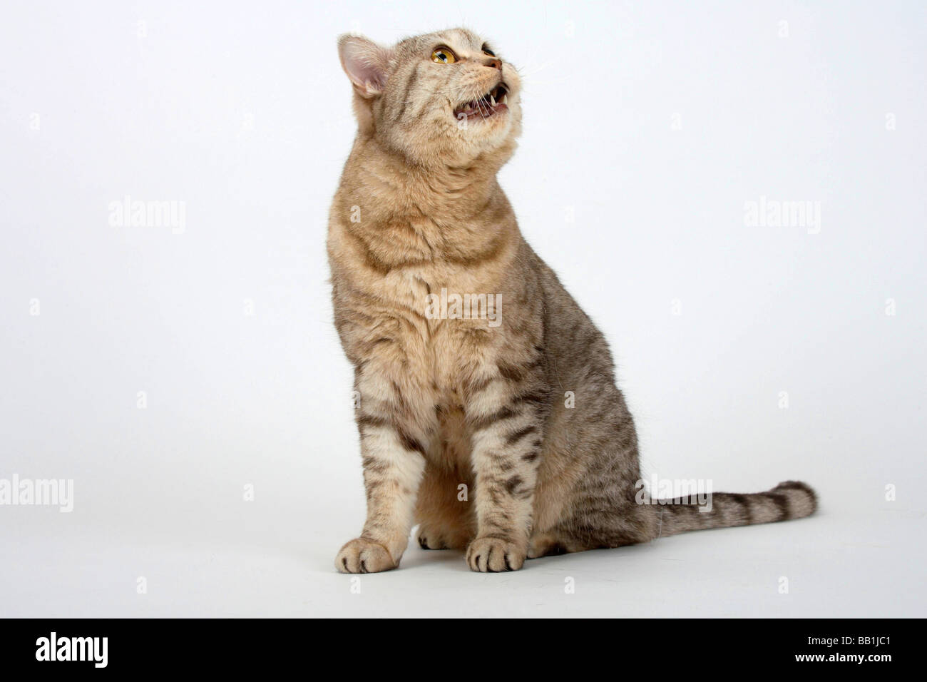 Chocolate Tabby Cat High Resolution Stock Photography and Images - Alamy