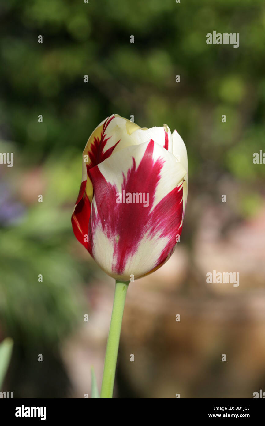 Tulipa grand perfection hi-res stock photography and images - Alamy