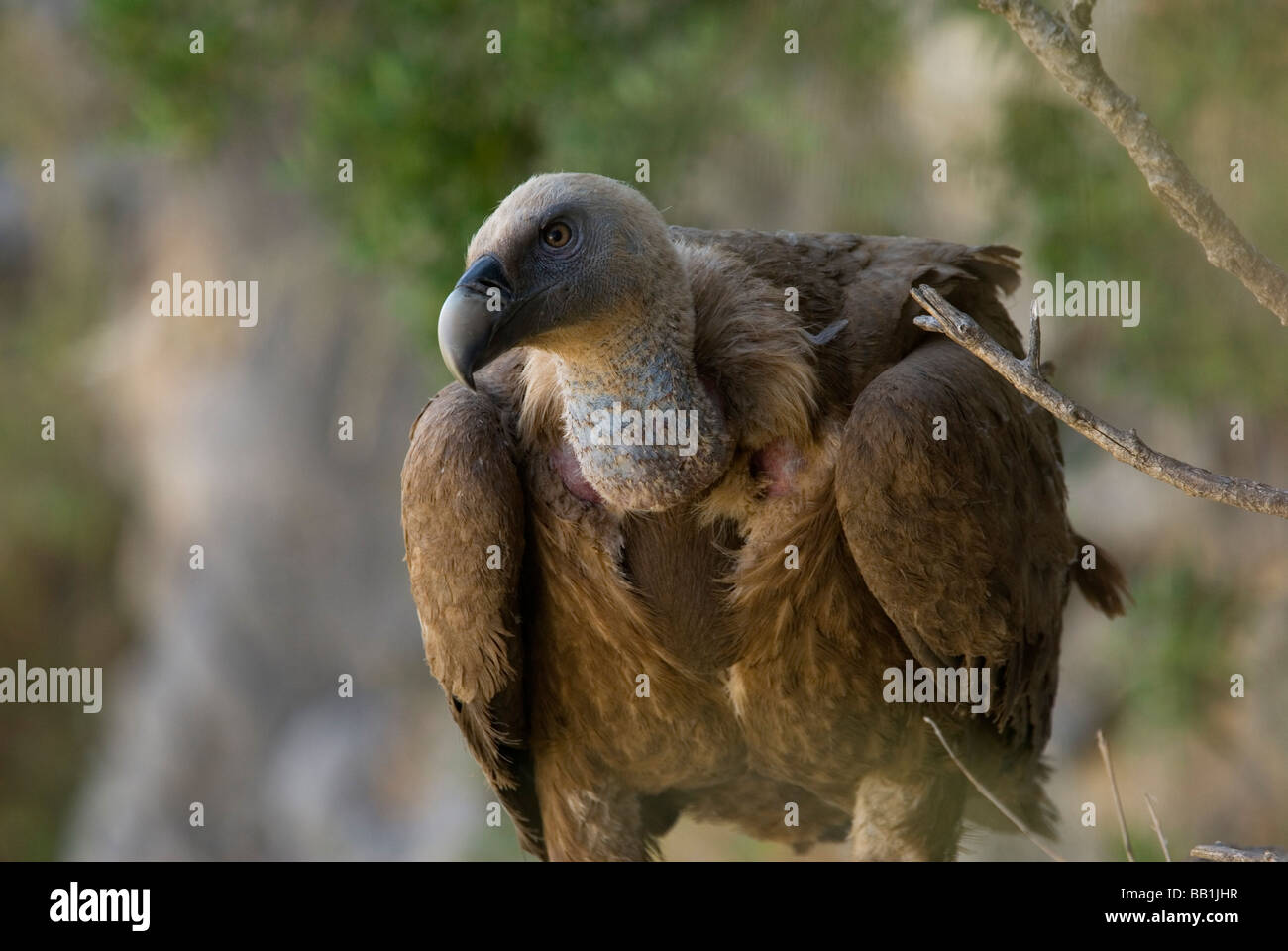 Griffon vulture nest hi-res stock photography and images - Alamy