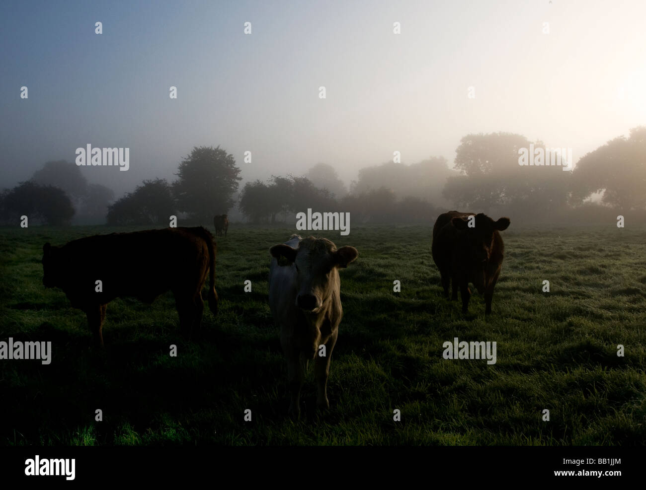 Cows in field Suffolk farm UK Stock Photo - Alamy