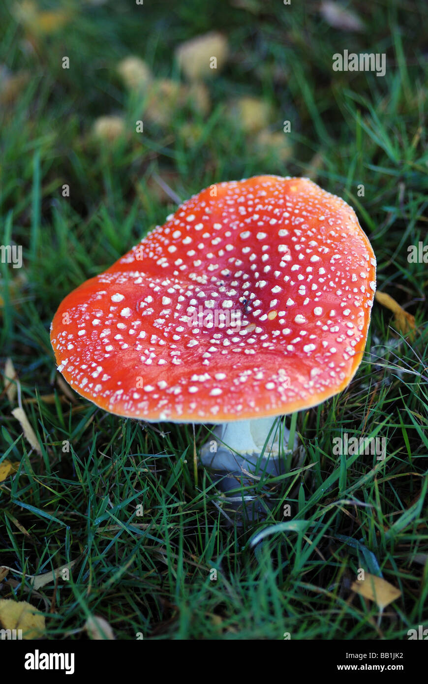 FLY AGARIC TOAD STALL GROWING IN FOREST Stock Photo - Alamy