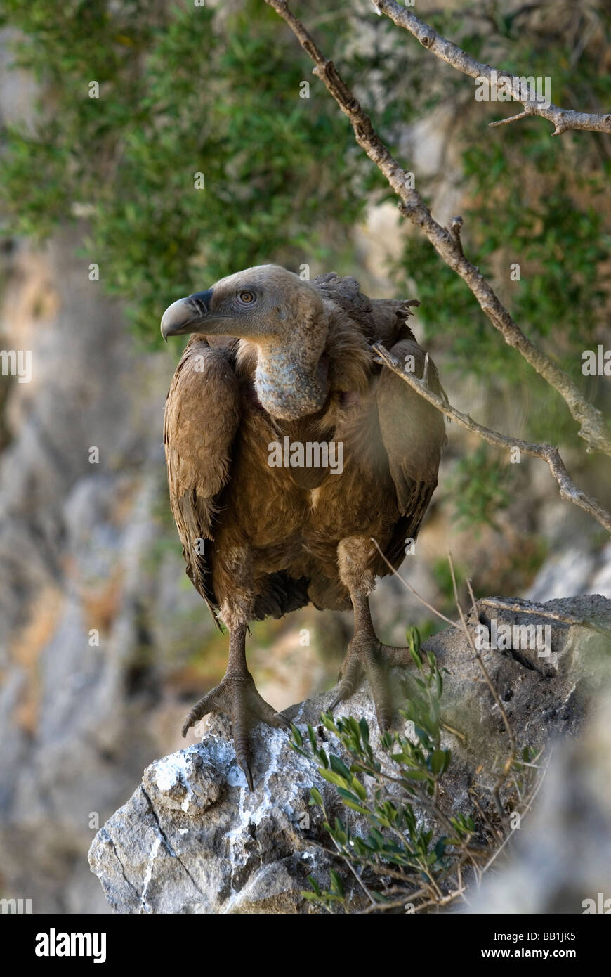 Adult Griffon Vulture on ledge close to nest Stock Photo - Alamy