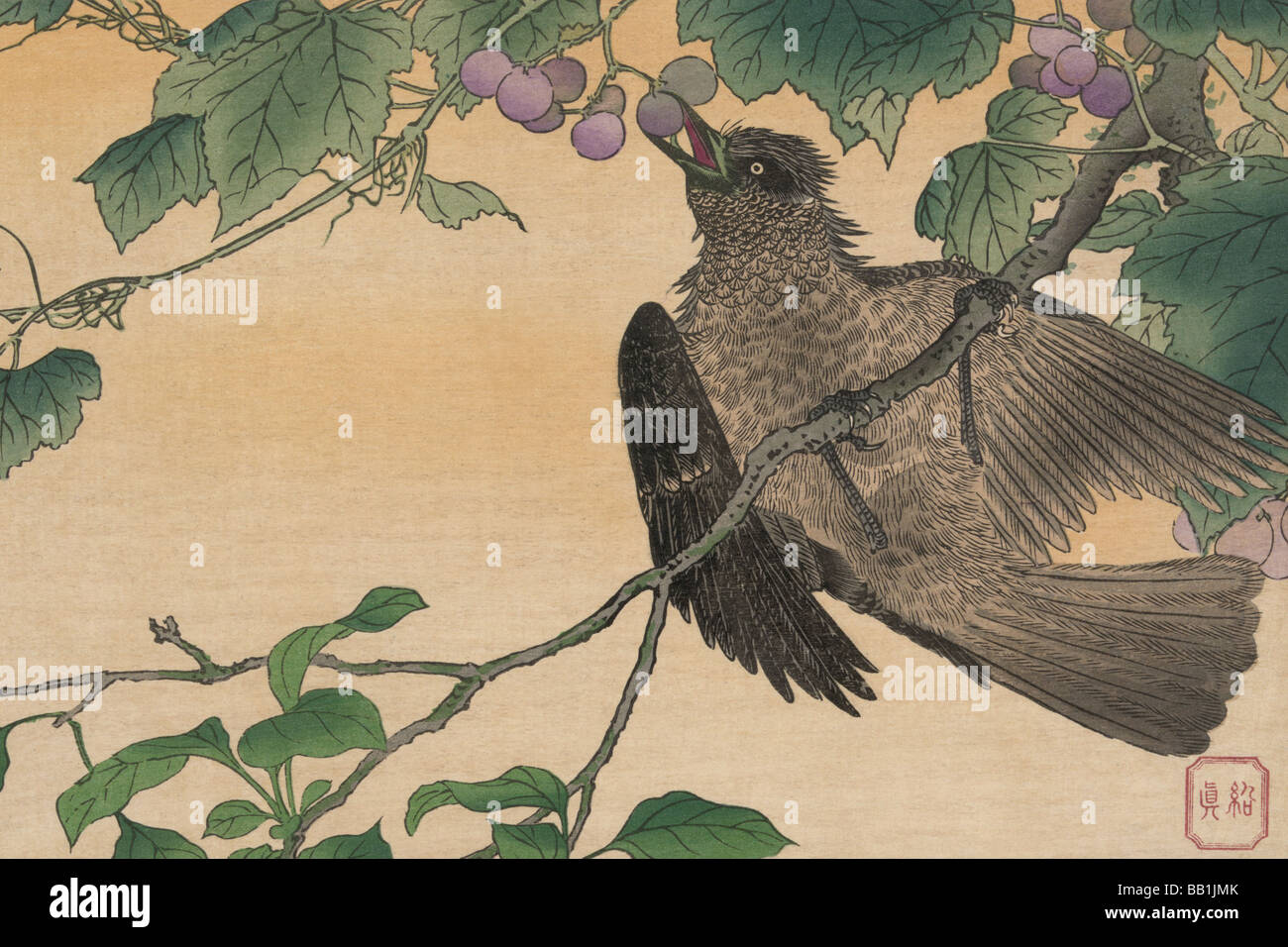 Bird Eating a Grape Stock Photo - Alamy