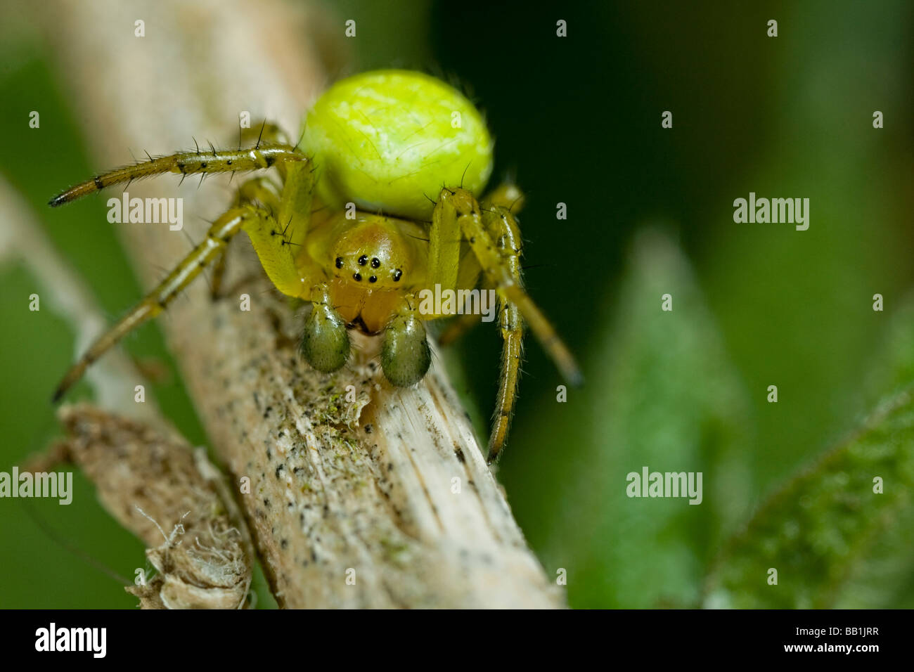 Cucumber spider uk hi-res stock photography and images - Alamy
