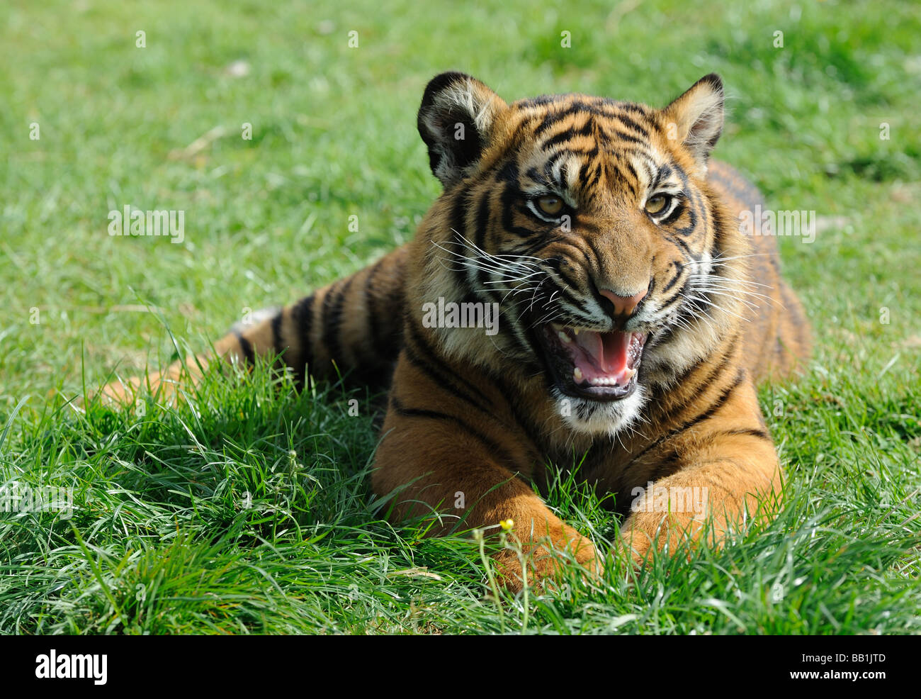 Bengal Tiger Snarling High Resolution Stock Photography and Images - Alamy