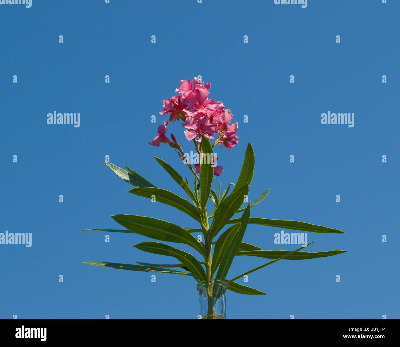 Pink Oleander blossoming in the Florida Spring Nerium oleander Stock ...