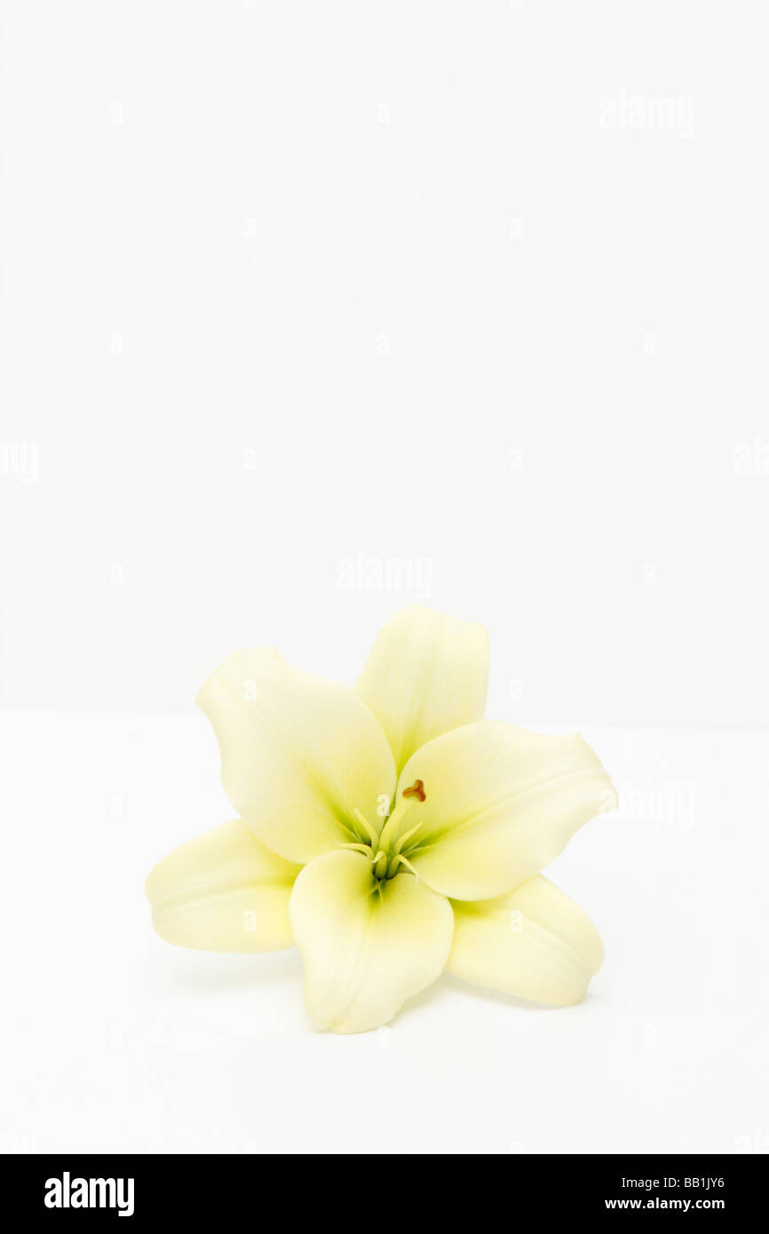 Frame lily flower in Cut Out Stock Images & Pictures - Alamy
