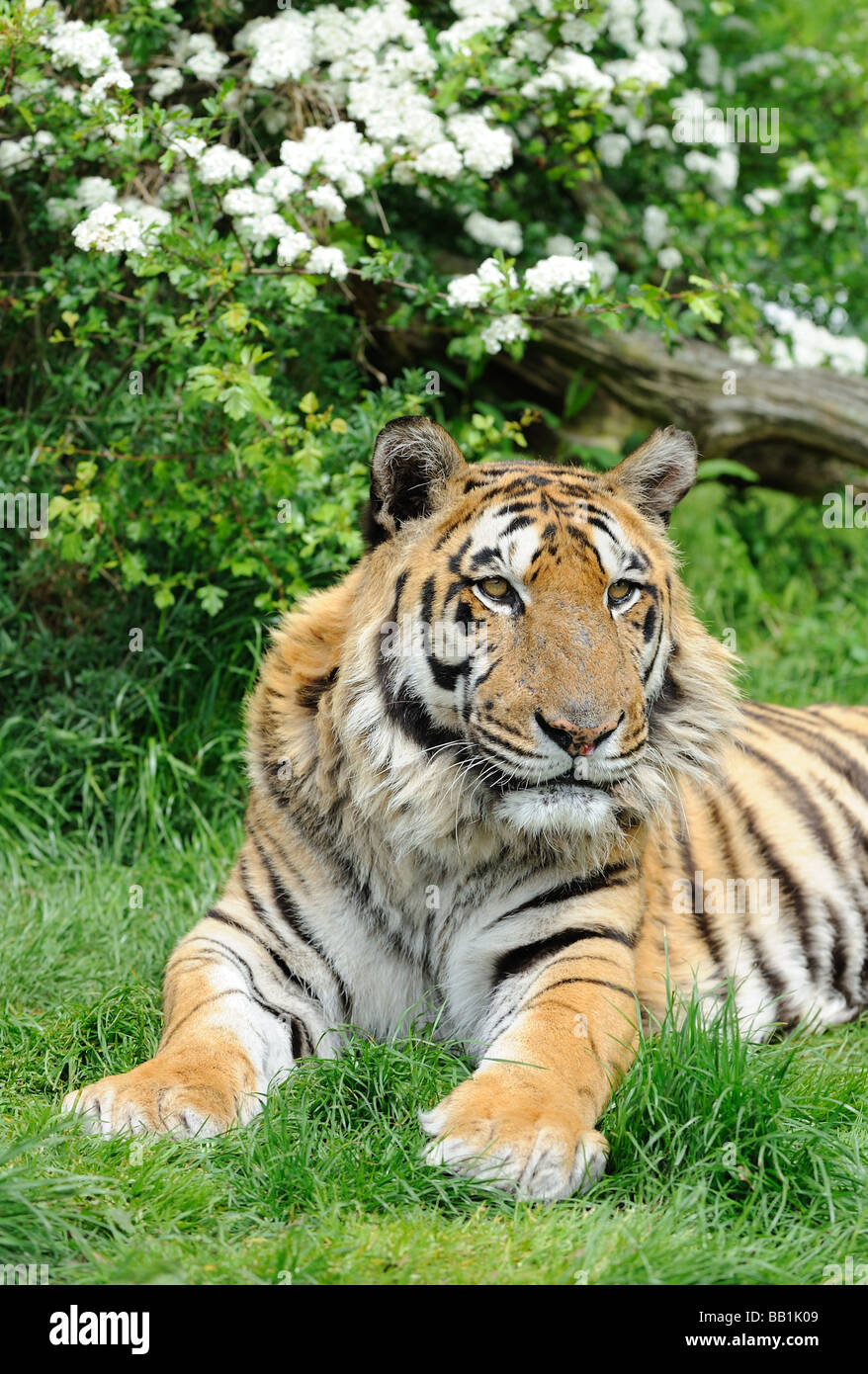 Tiger laying grass hi-res stock photography and images - Alamy