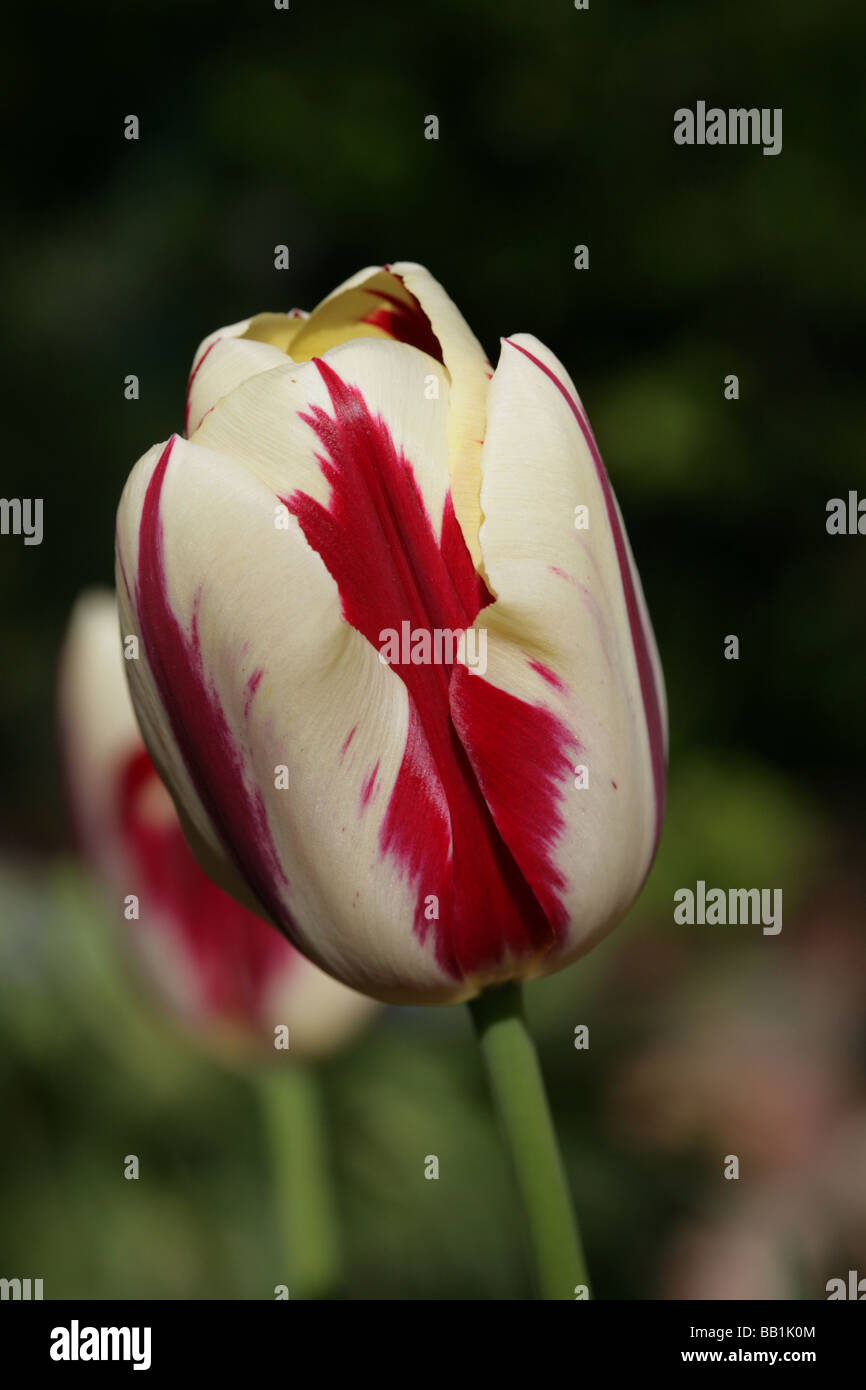 Tulipa grand perfection hi-res stock photography and images - Alamy