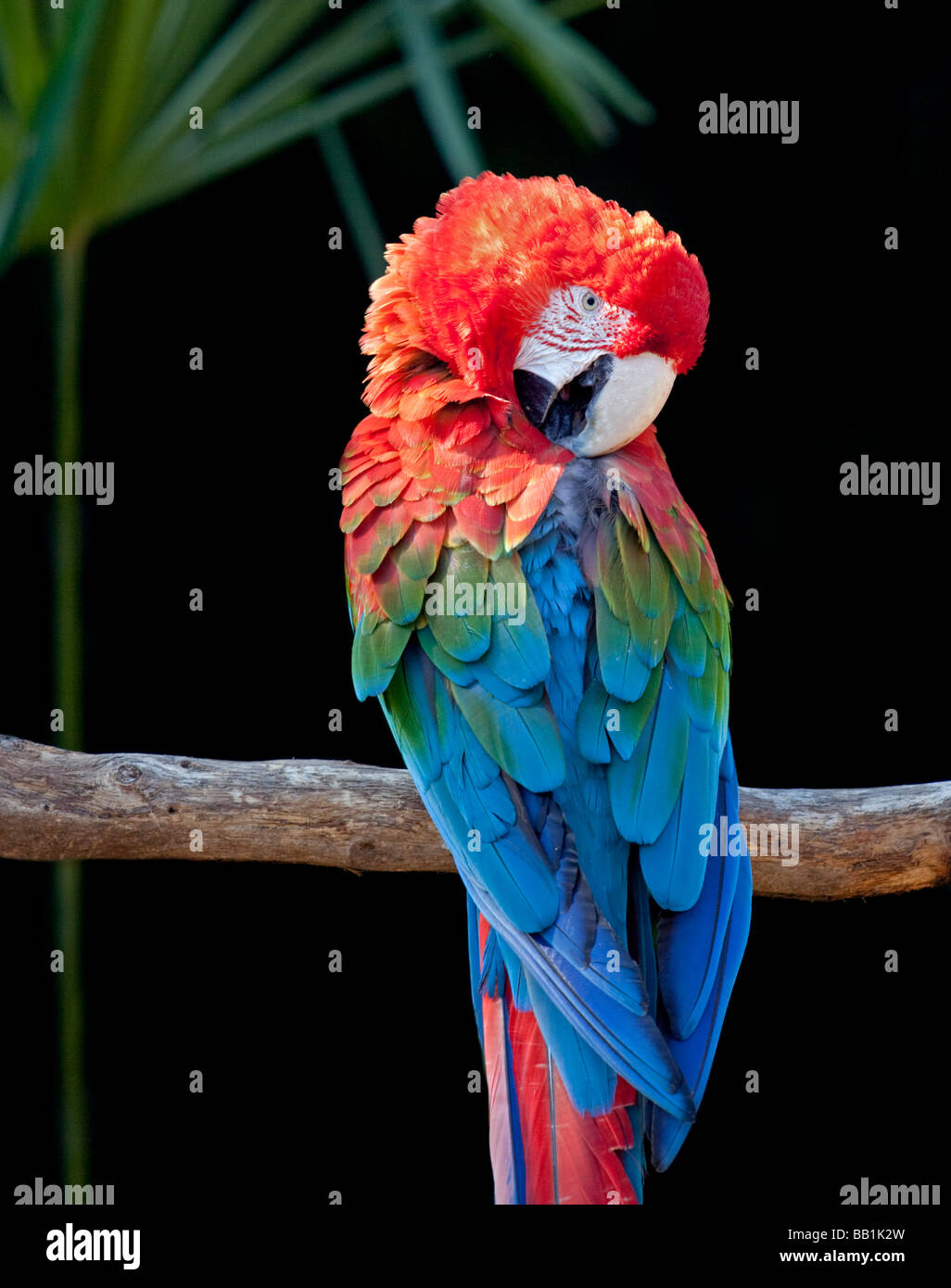 Green winged macaw red green macaw hi-res stock photography and images ...
