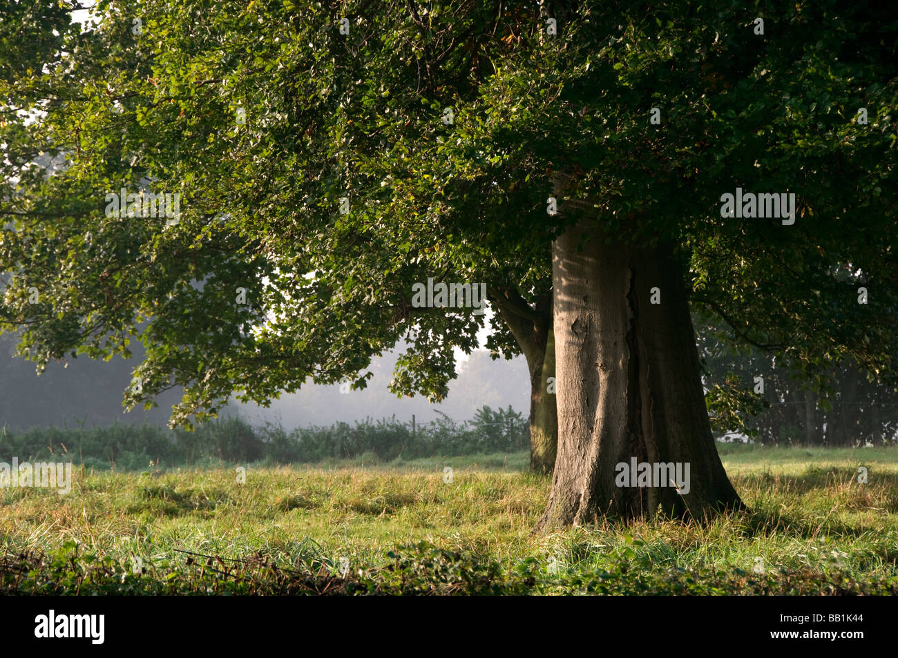 Sun hitting tree in Suffolk UK Stock Photo - Alamy