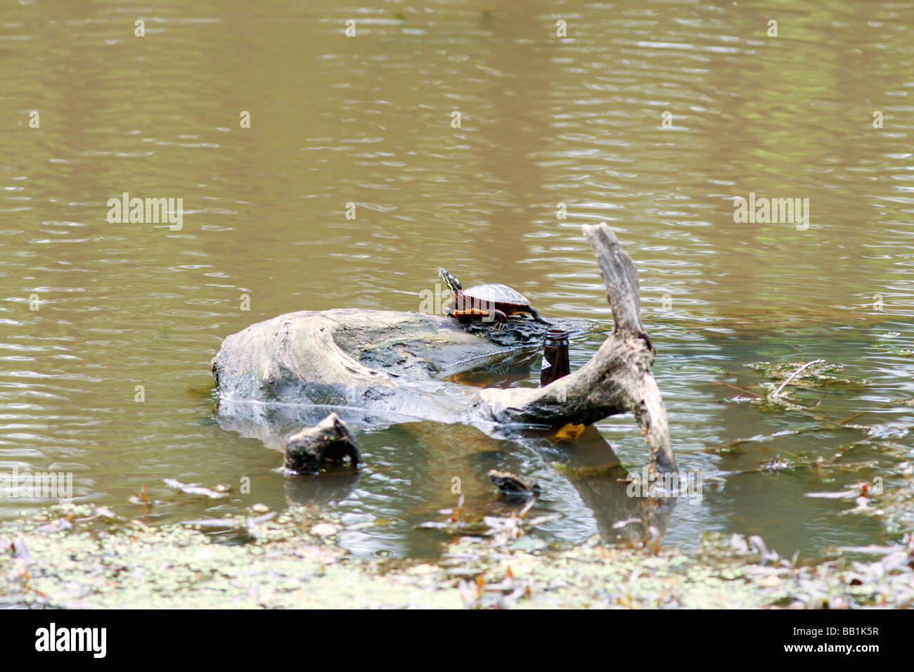 Basking turtles on a log Stock Photo - Alamy