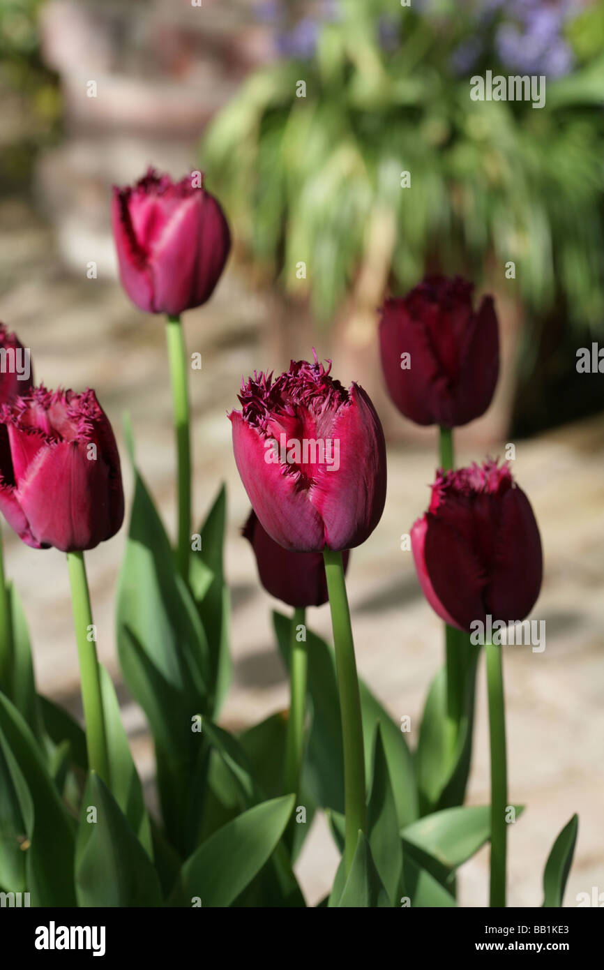 Tulip variety Curly Sue in a garden Cheshire England Stock Photo - Alamy