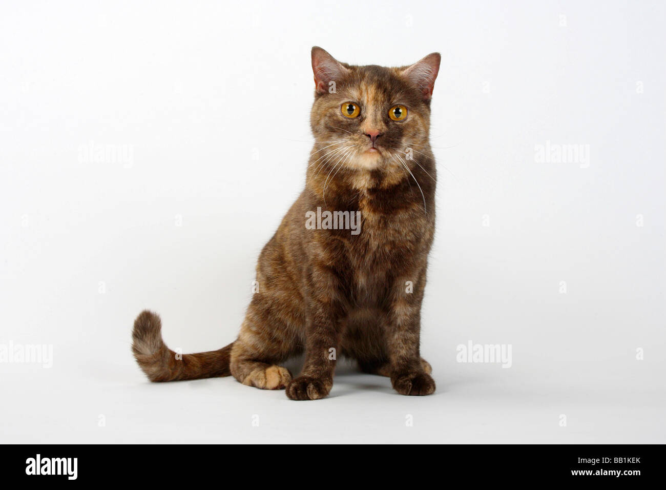 British Shorthair Tortoiseshell