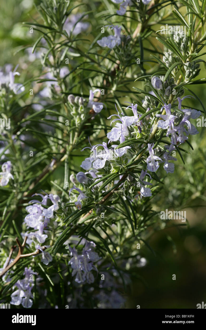 Rosemary Rosemarinus officinalis growing in a garden in Cheshire ...