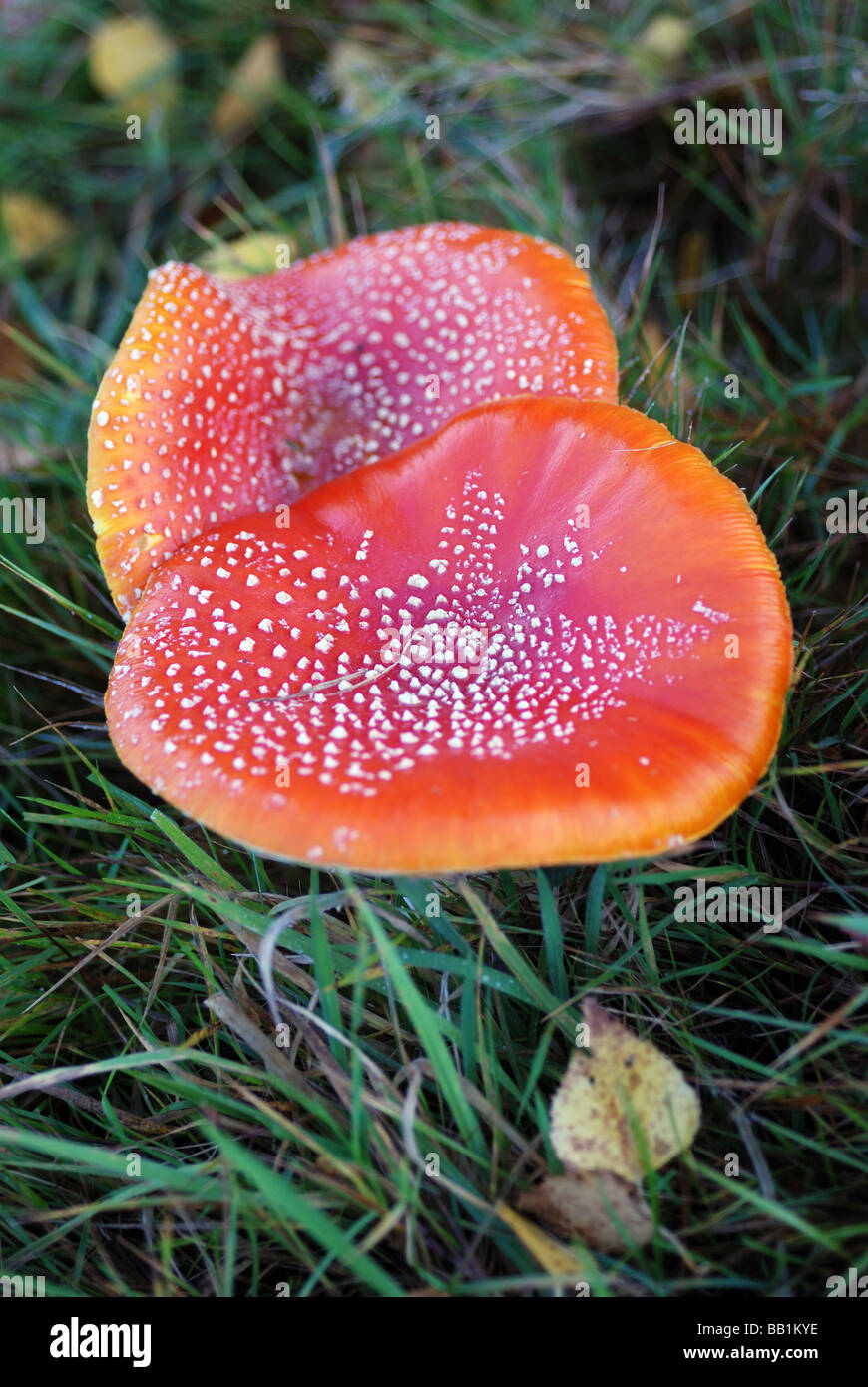 FLY AGARIC TOAD STALL GROWING IN FOREST Stock Photo - Alamy