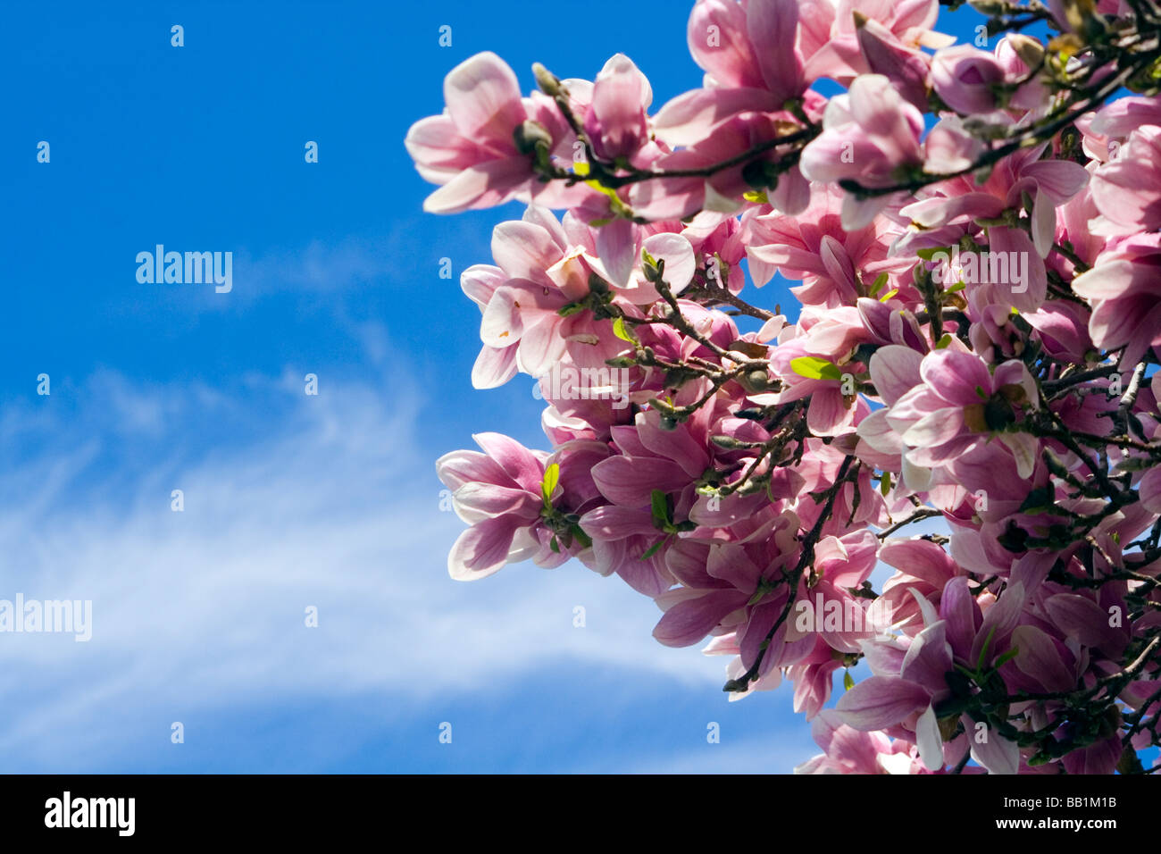 Magnolia inspiration hi-res stock photography and images - Alamy