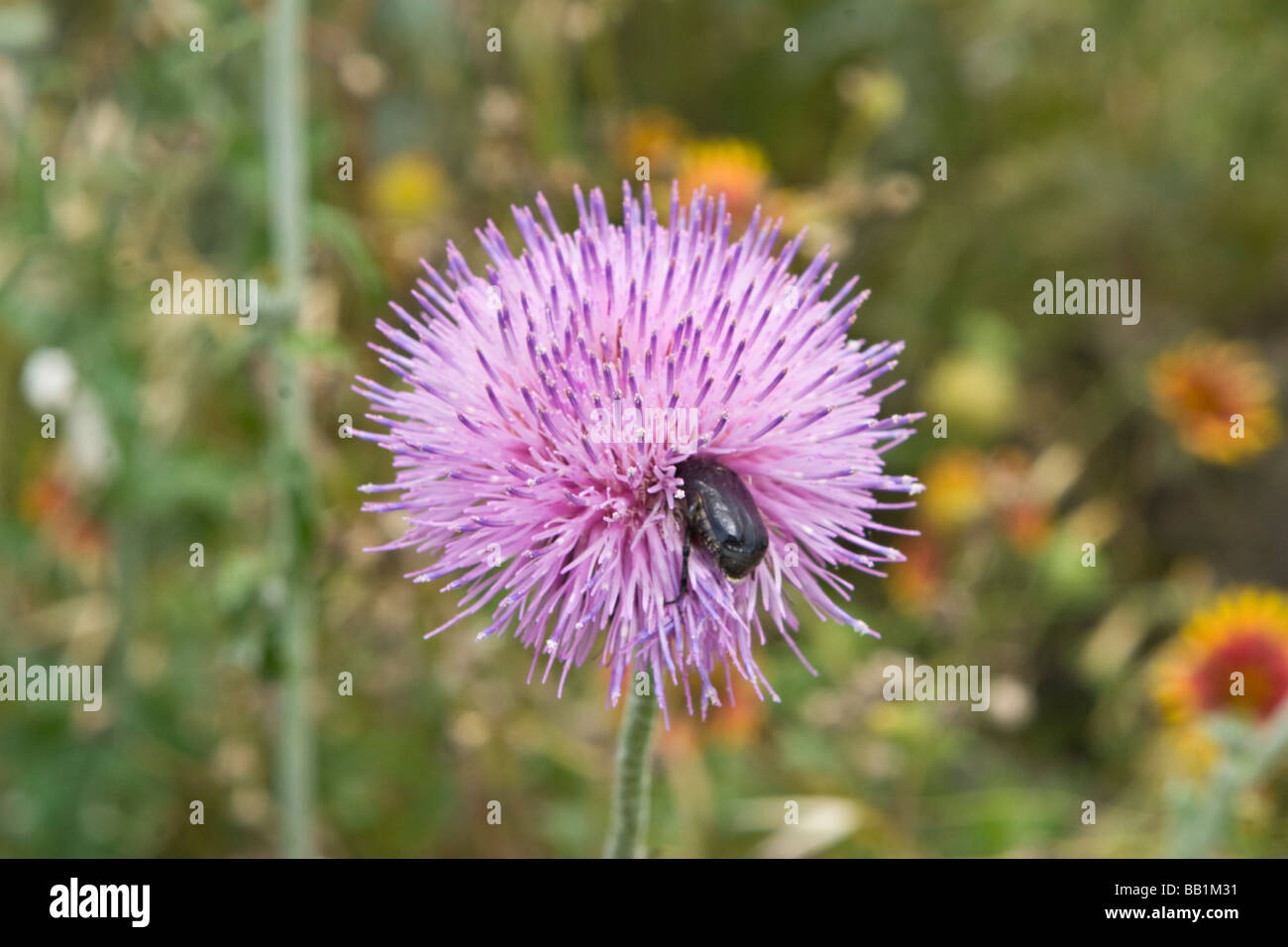 Non native beetle hi-res stock photography and images - Alamy