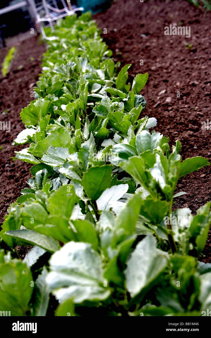 Plants allotment hi-res stock photography and images - Alamy