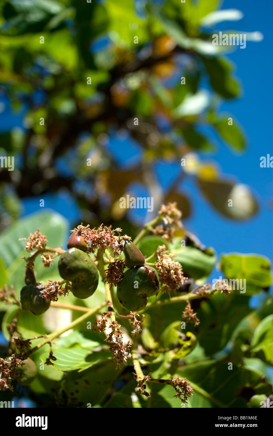Cashew trees hi-res stock photography and images - Alamy