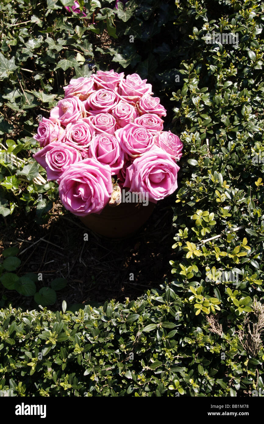 Dead red roses on grass hi-res stock photography and images - Alamy