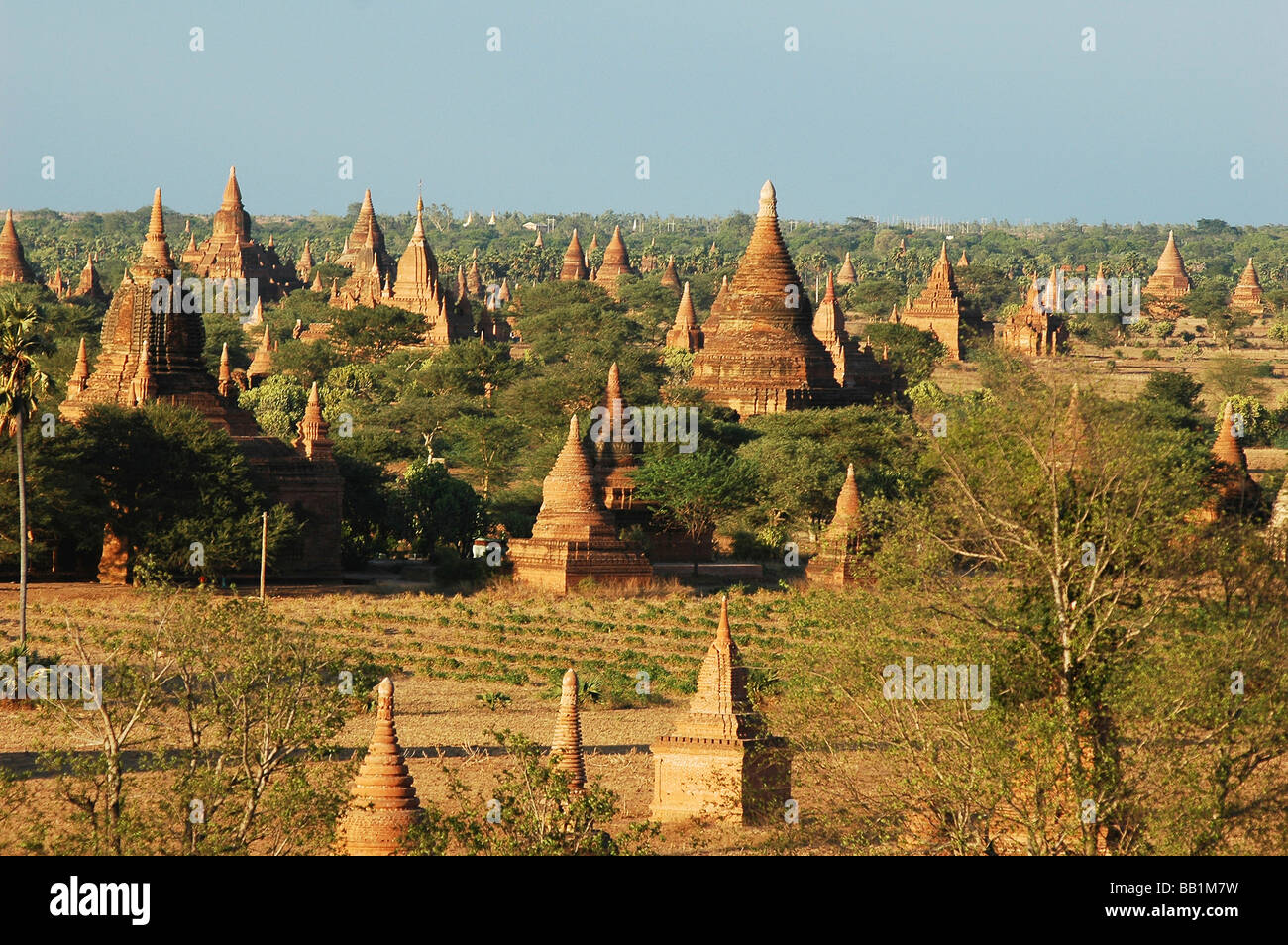 Burma forest flora hi-res stock photography and images - Alamy