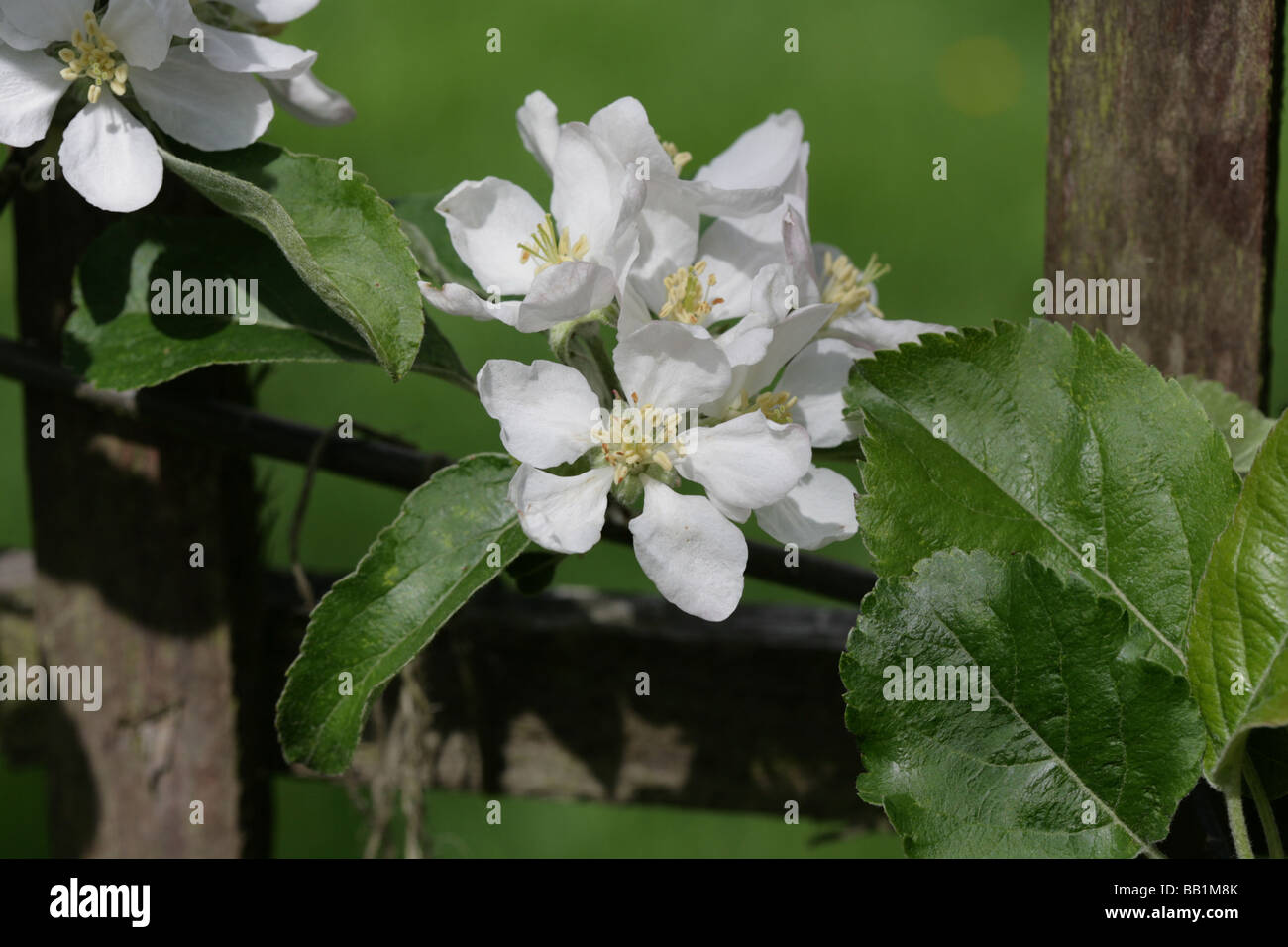 Apple blossom variety hi-res stock photography and images - Alamy