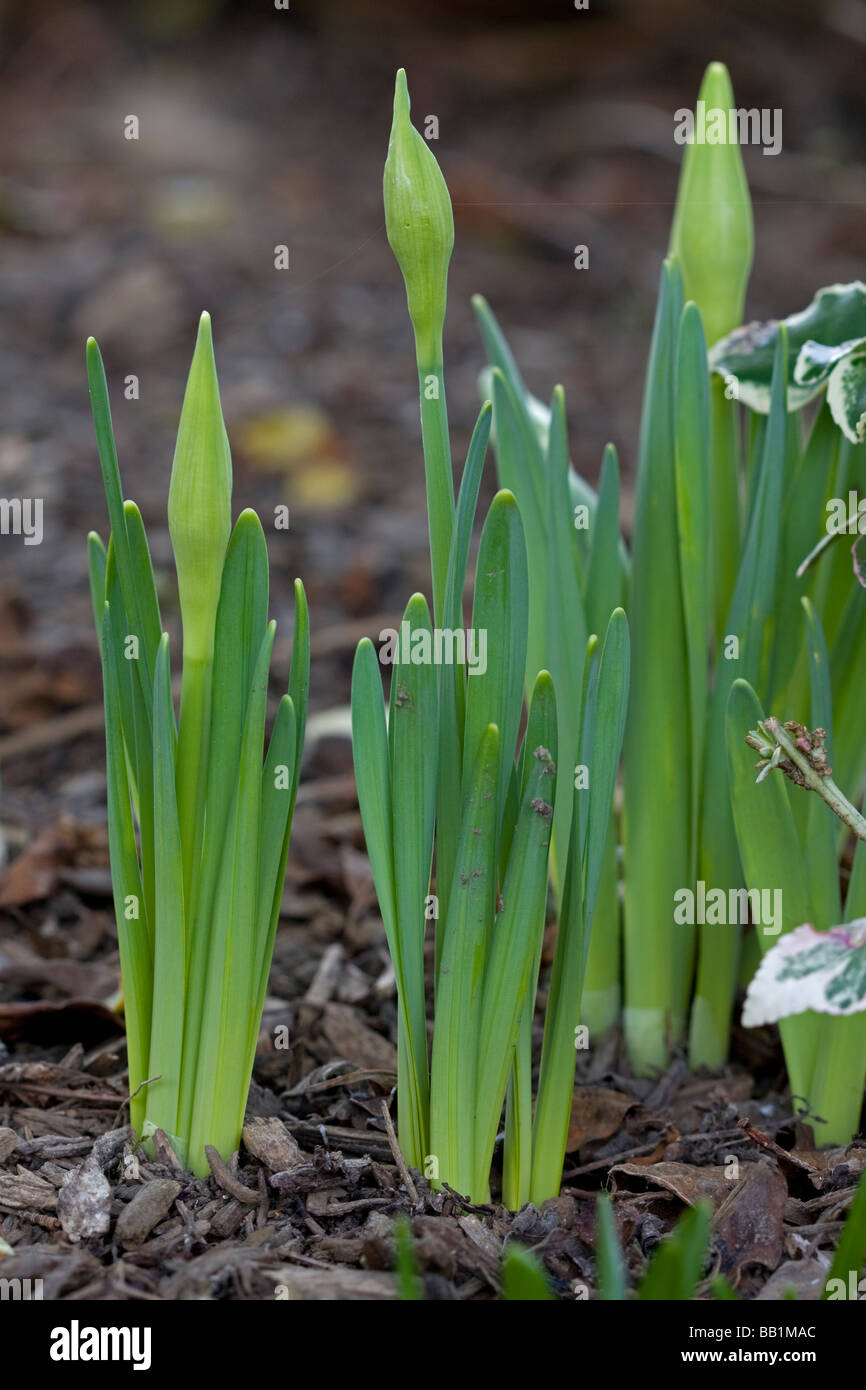 Daffodil Narcissus bulbs Stock Photo - Alamy