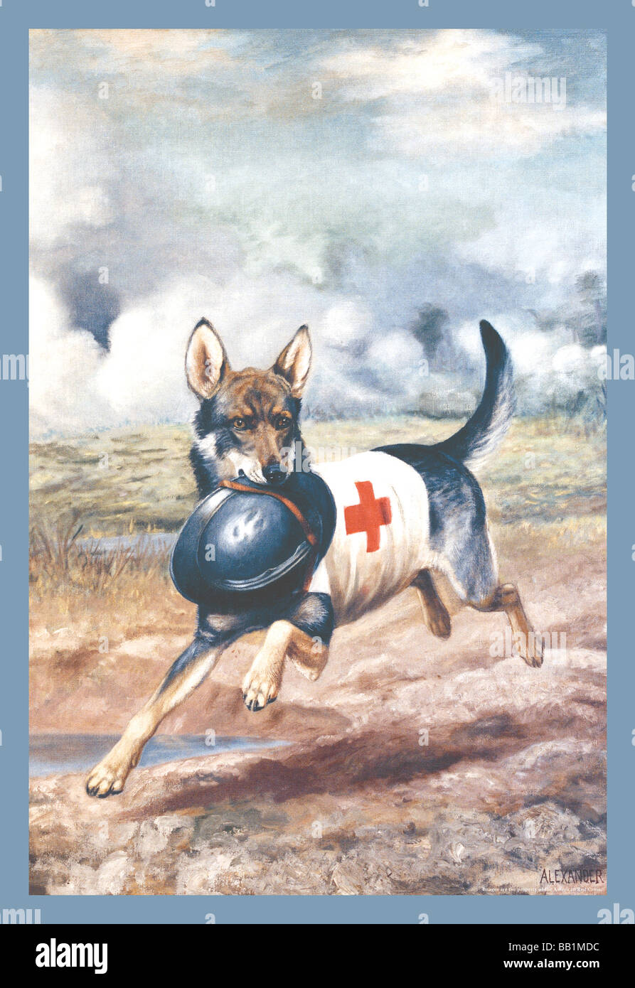 Red Cross Dog Stock Photo - Alamy