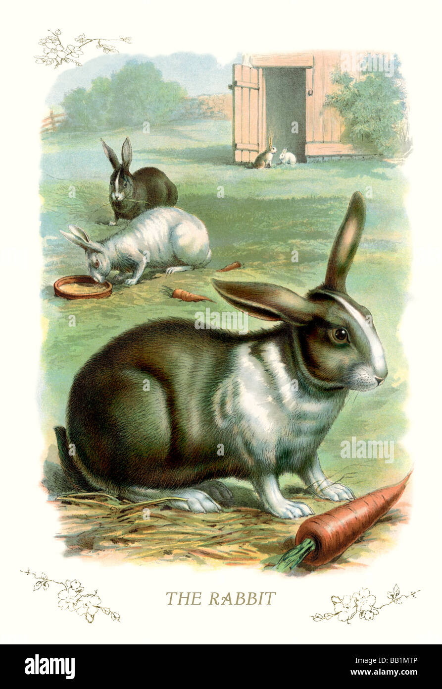 Picture rabbit illustration hi-res stock photography and images - Alamy
