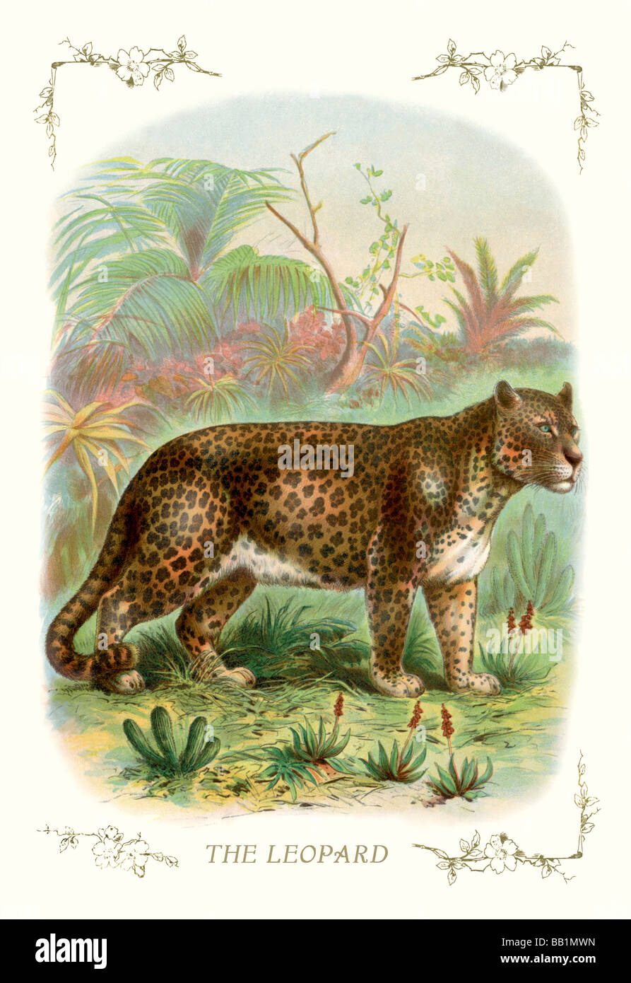 The leopard book hi-res stock photography and images - Alamy