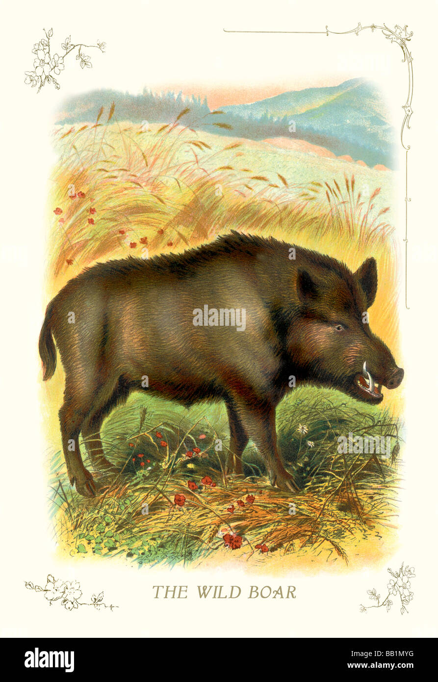 The Wild Boar Stock Photo - Alamy