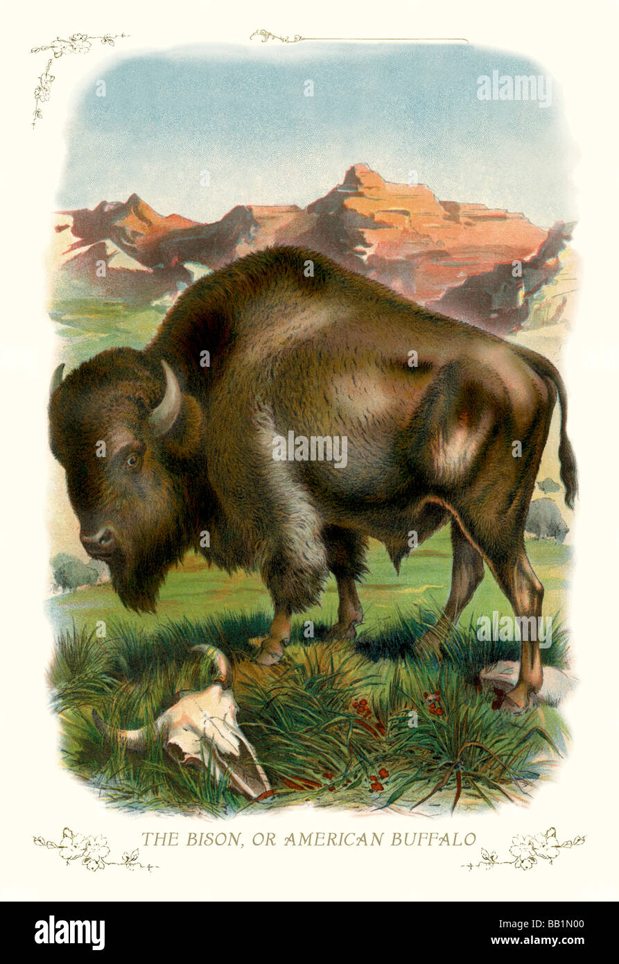 The Bison,or American Buffalo Stock Photo - Alamy