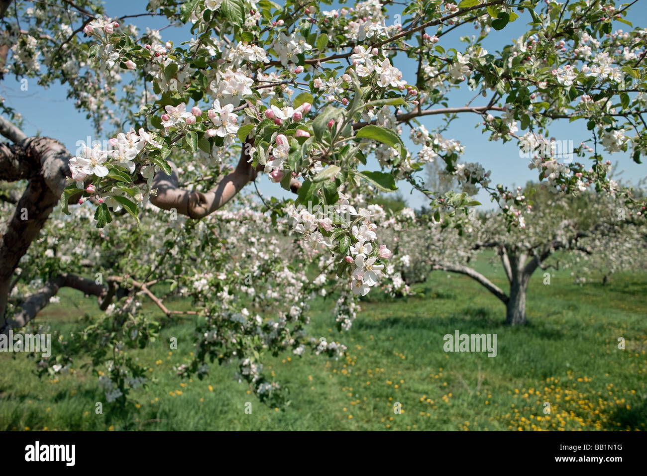 Beautiful apple blossoms in a Michigan orchard Stock Photo - Alamy