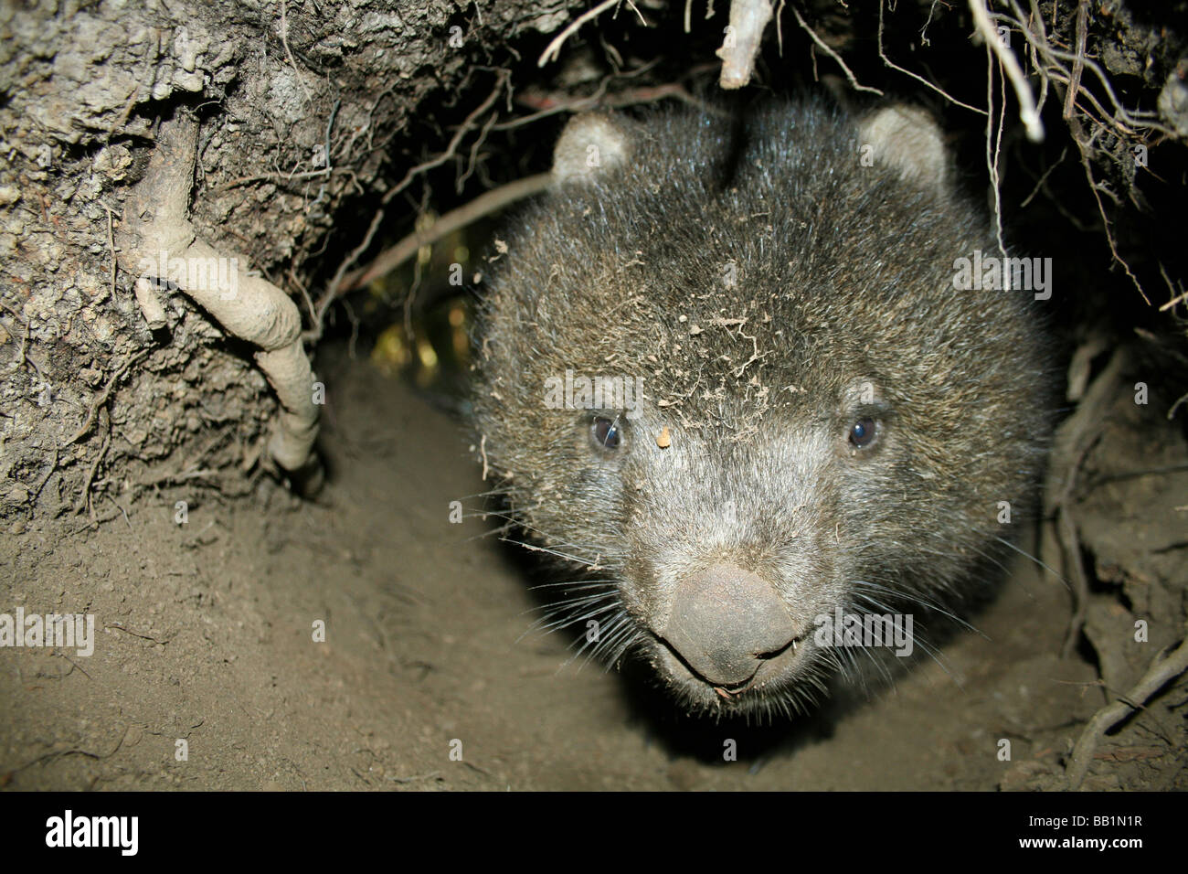 Wombat at burrow hi-res stock photography and images - Alamy