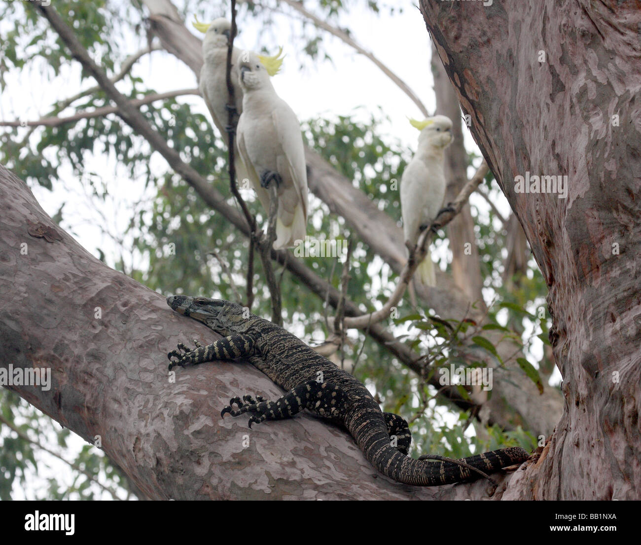 Lace monitor being watched by sulphur crested cockatoos Stock Photo - Alamy