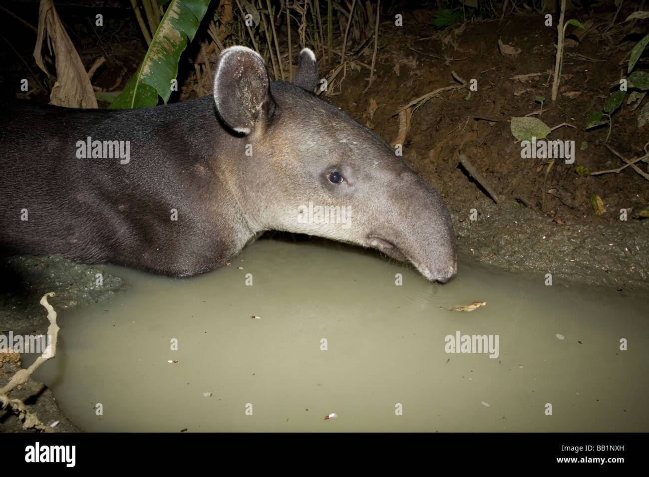 A wild Tapir takes a night bath in a muddy stream in the jungle of ...