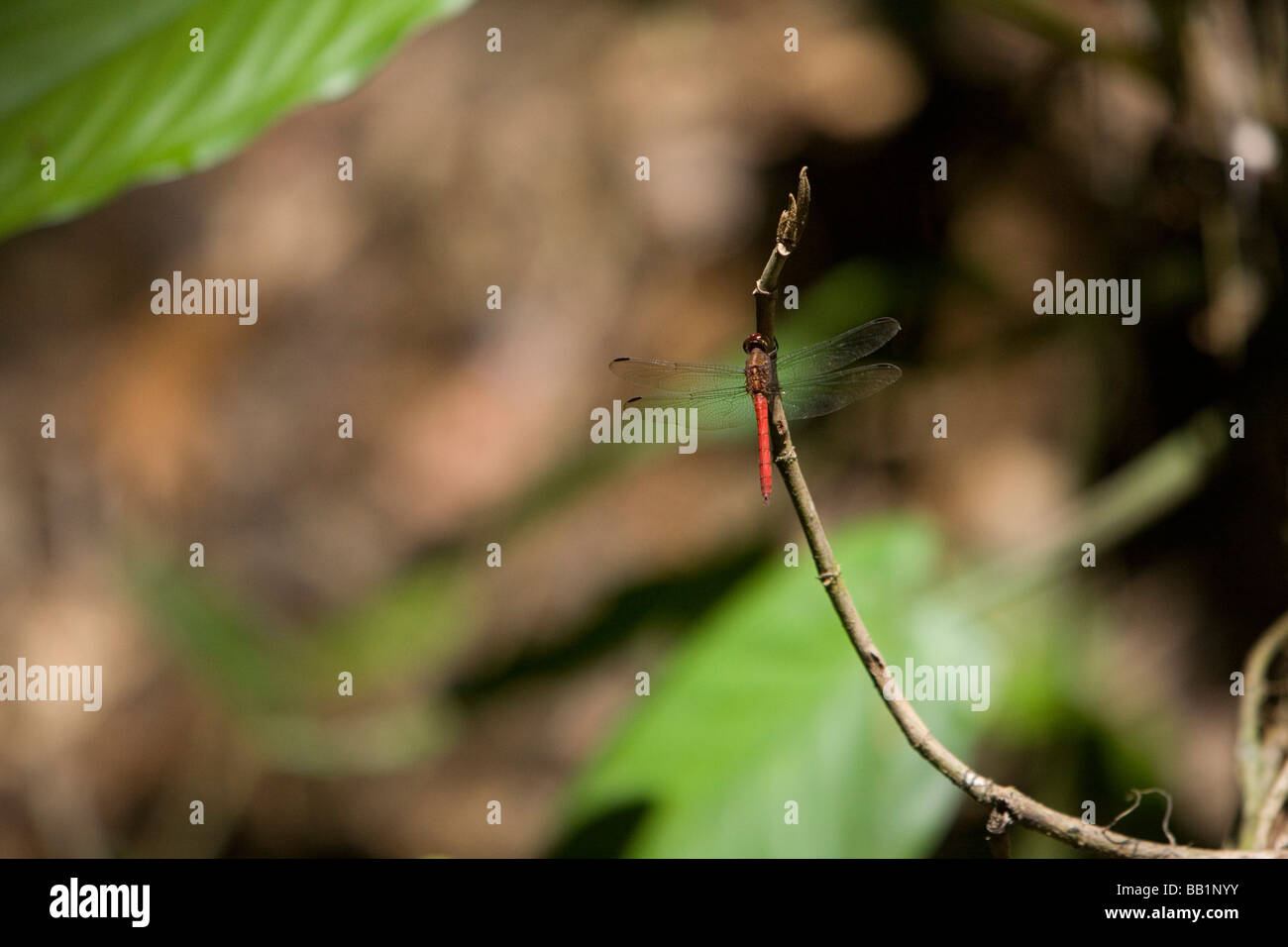 Stick insect costa rica wildlife hi-res stock photography and images ...