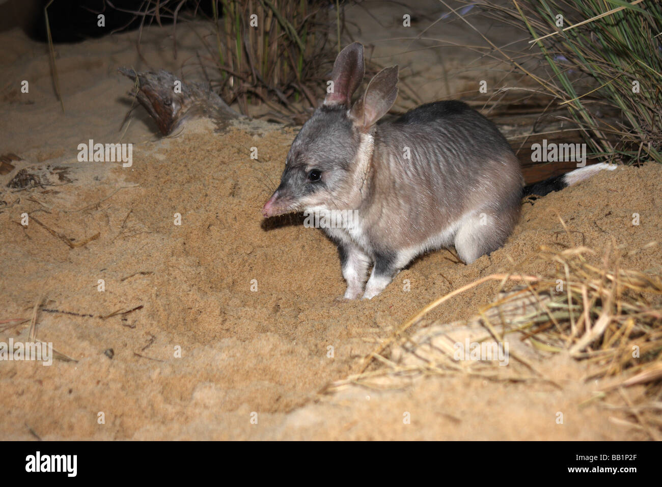 Greater bilby (macrotis lagotis) hi-res stock photography and images ... Greater bilby (macrotis lagotis) hi-res stock photography and images ...
