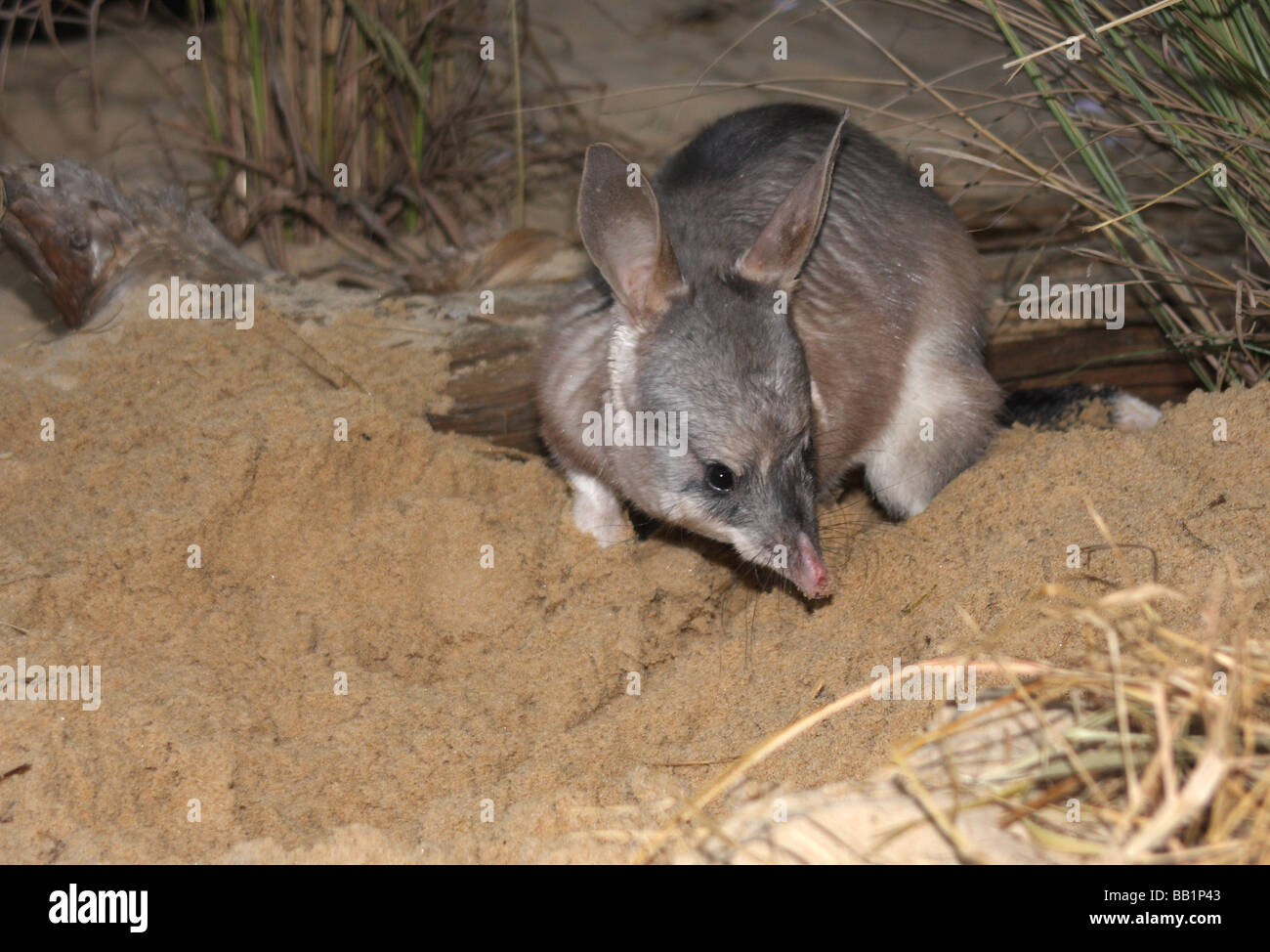 Bandicoot hi-res stock photography and images - Alamy