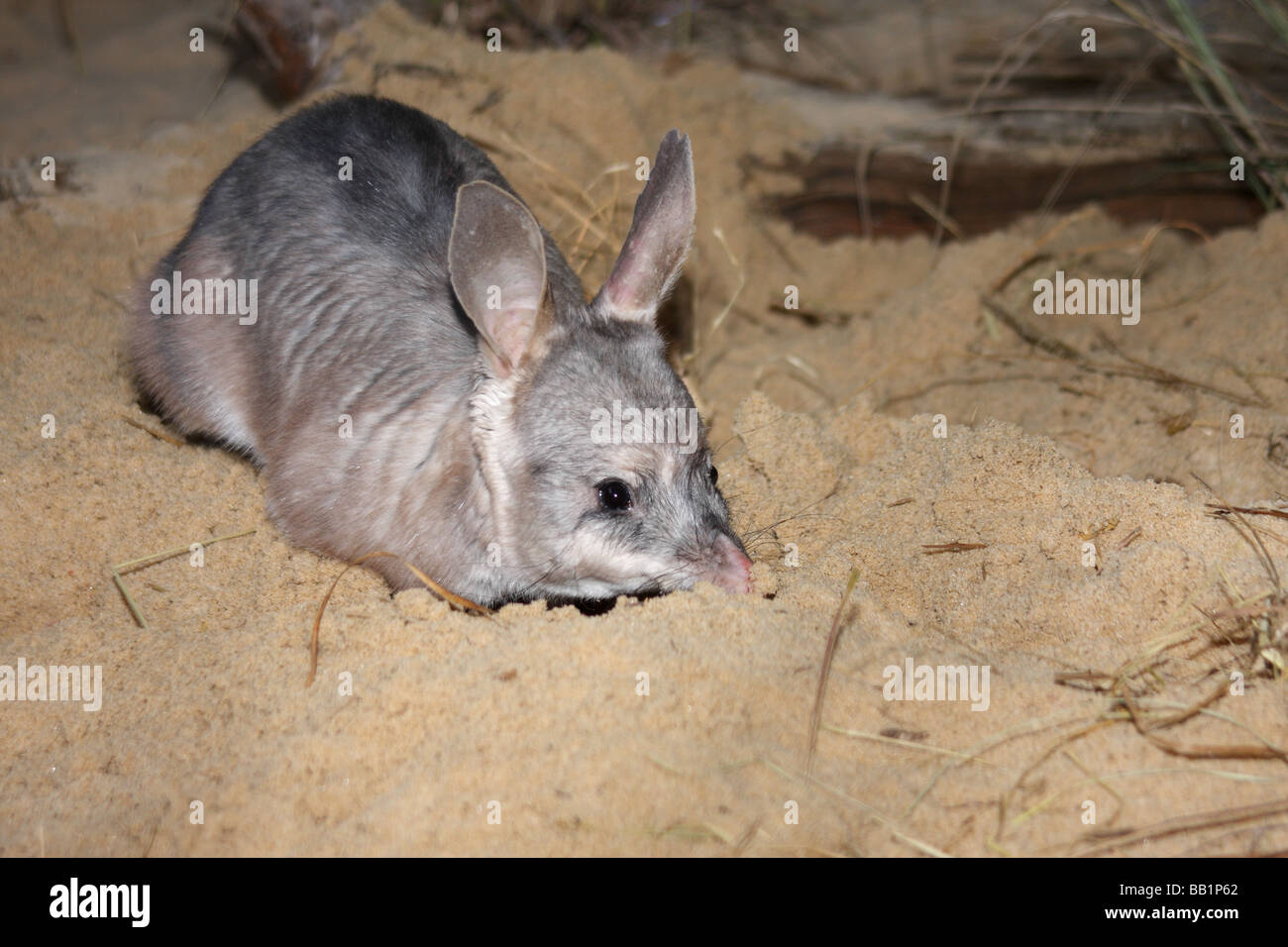 Greater Bilby High Resolution Stock Photography and Images - Alamy