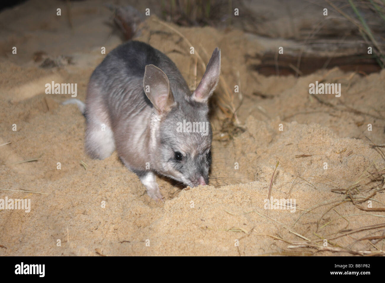 Greater bilby digging in sand Stock Photo - Alamy