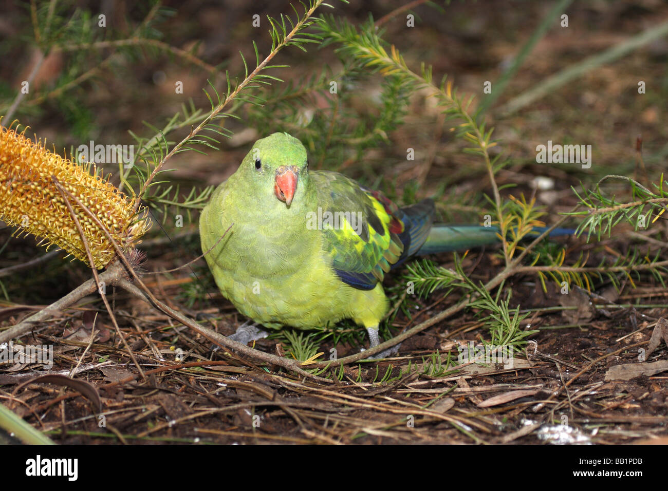 Princess Alexandra's parrot Stock Photo - Alamy
